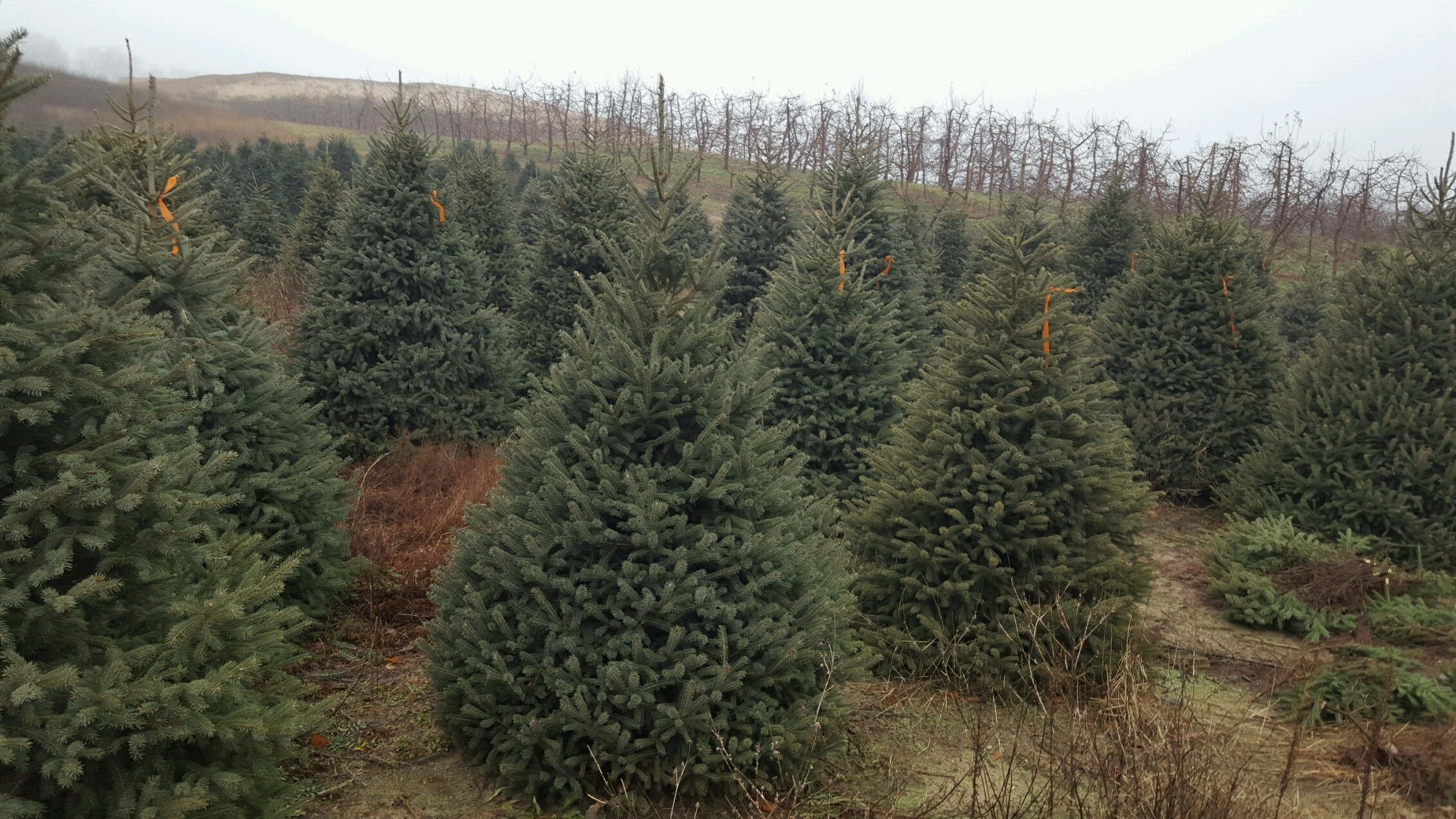 KP Tree & Nursery